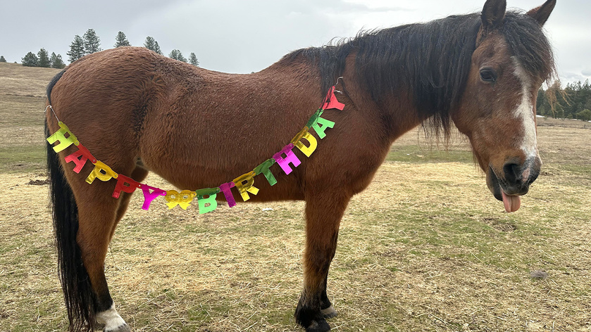 Shared post - Horse turns 30 after vets said she'd die || BIRTHDAY ...