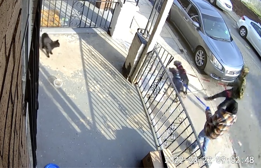 Shared post - 'Get him! Get him!' Two suspects sicc dogs on a cat in ...