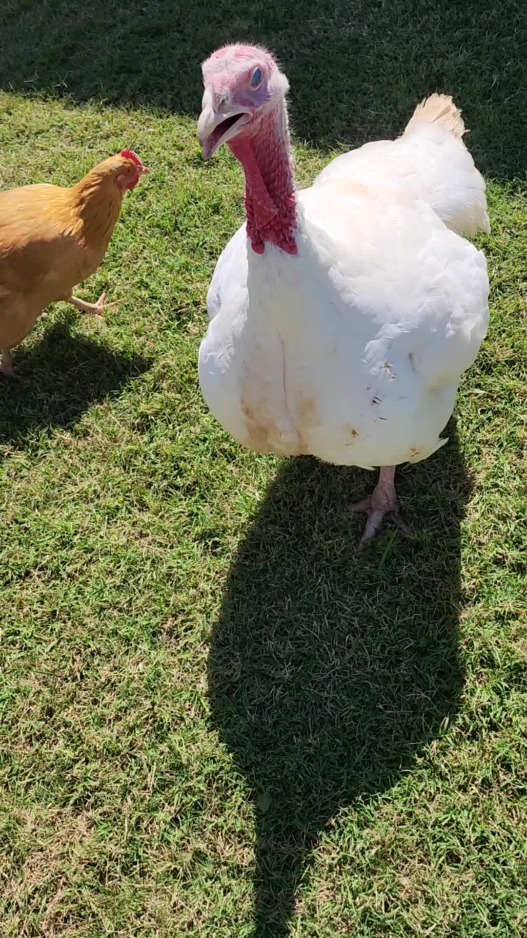 Shared post - Turkey chase!