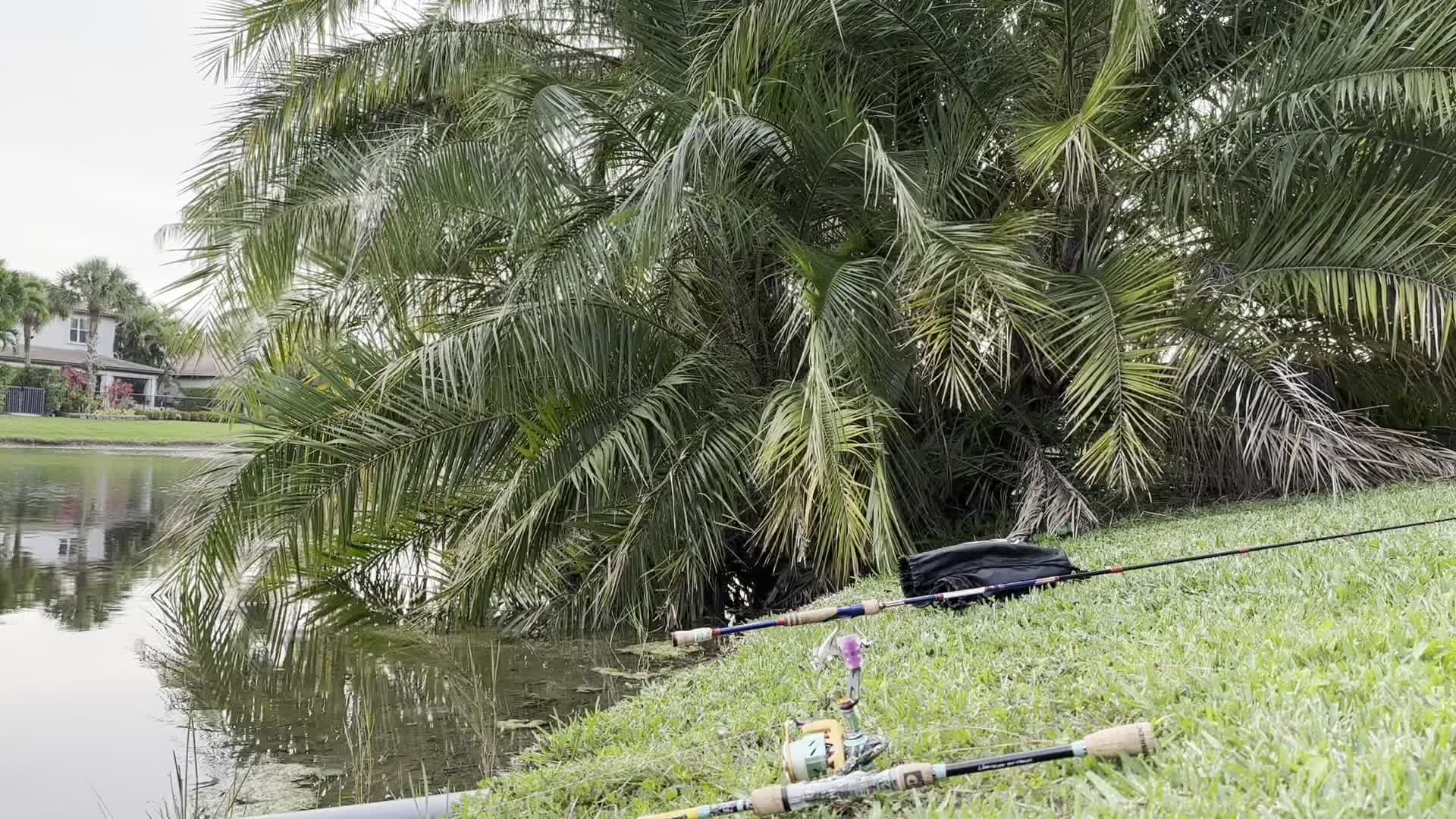 Shared post - Fani Willis Post Mortem Fishing Vlawg
