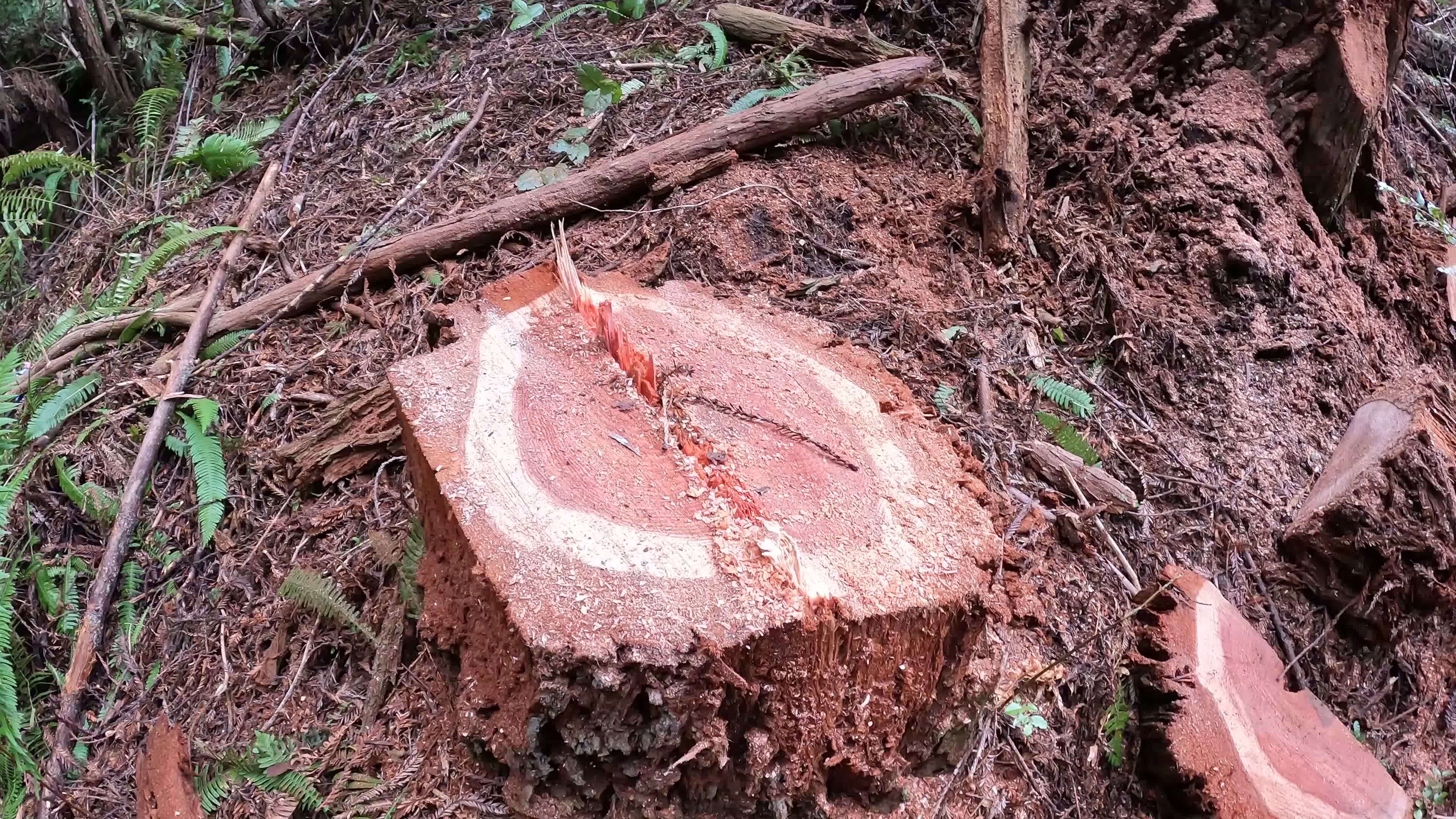 Shared post - The basic mechanics of falling a tree.