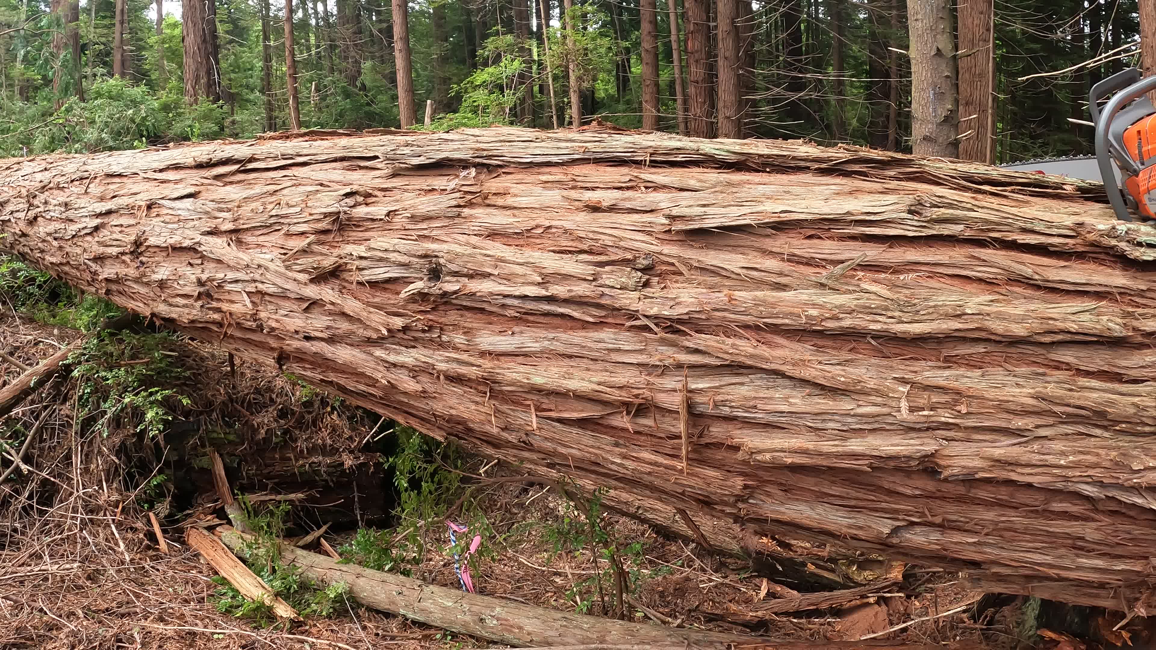 Shared post - How to buck a larger tree with extreme top pressure ...