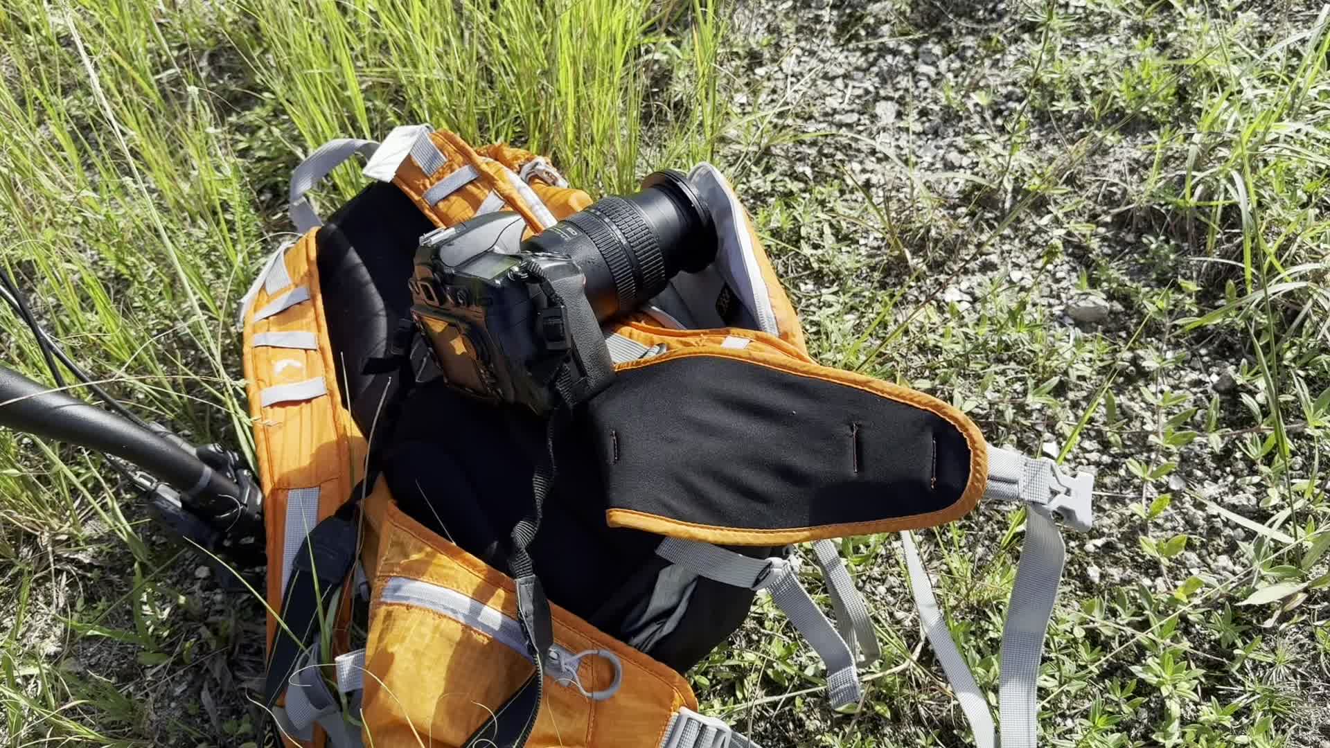 Shared post - Gator on the rocks