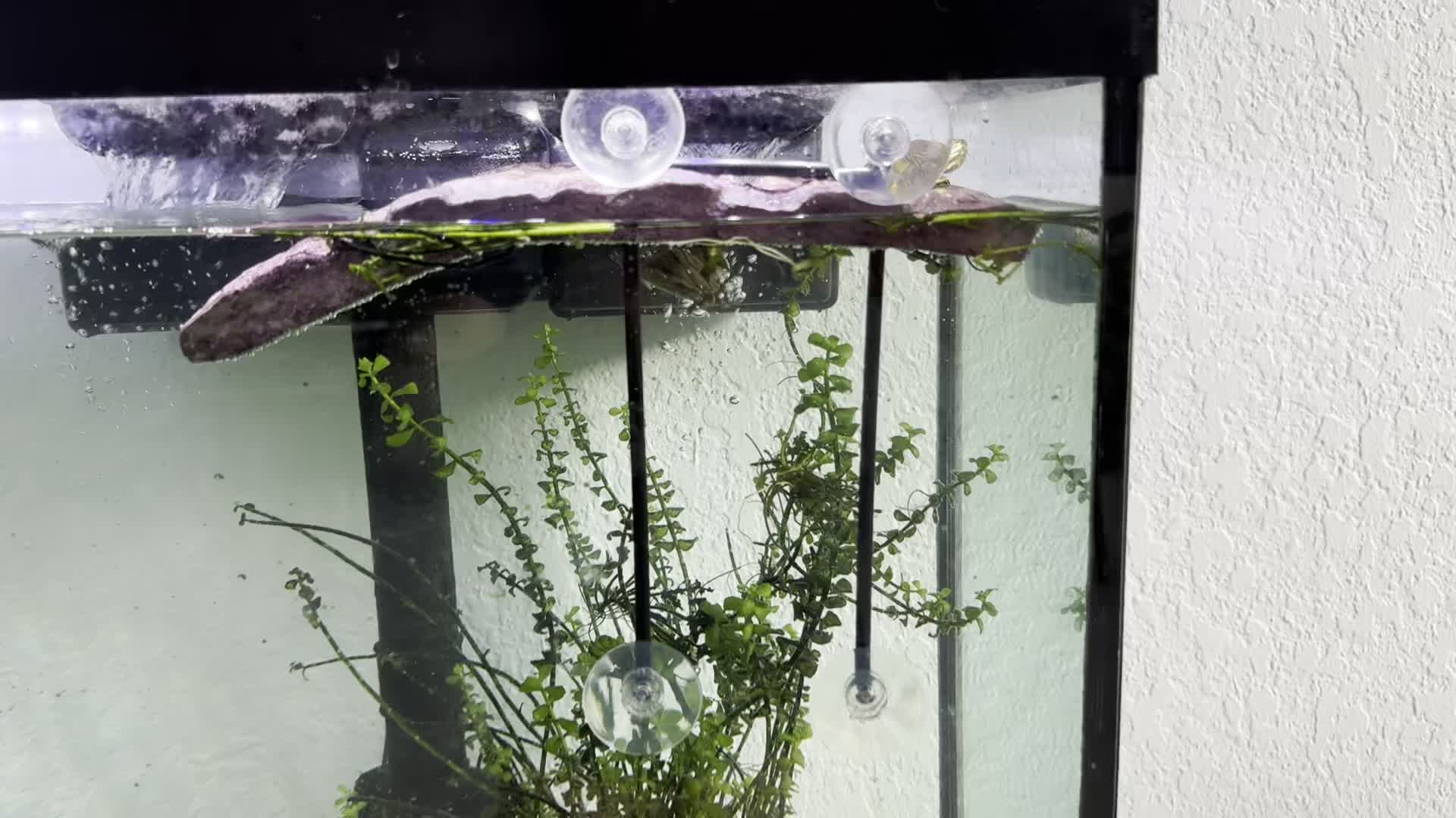 Shared post - Our house is becoming a zoo